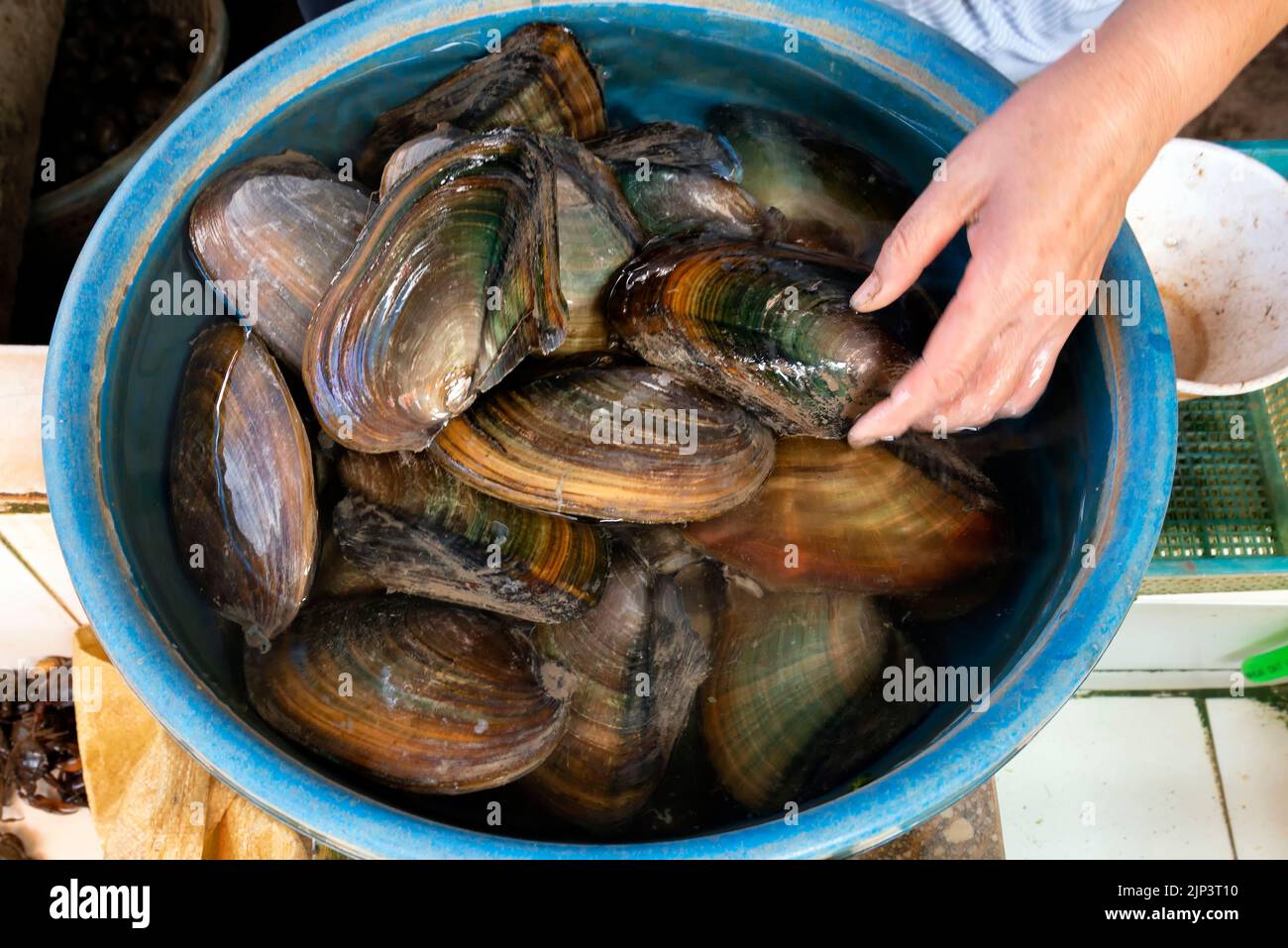 Hyriopsis bialatus hi-res stock photography and images - Alamy