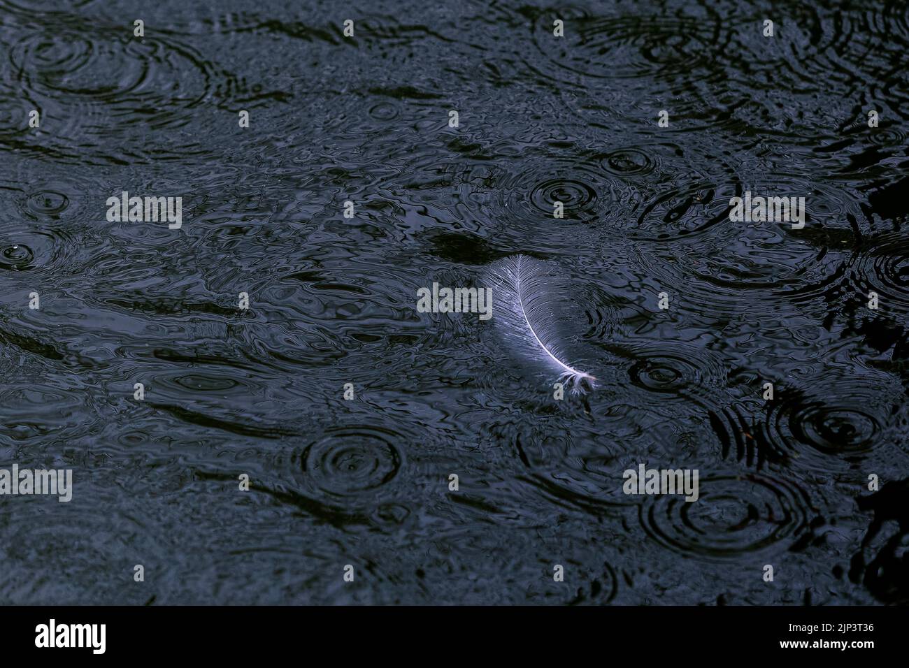 A white feather floating on the water with rain drops falling Stock ...