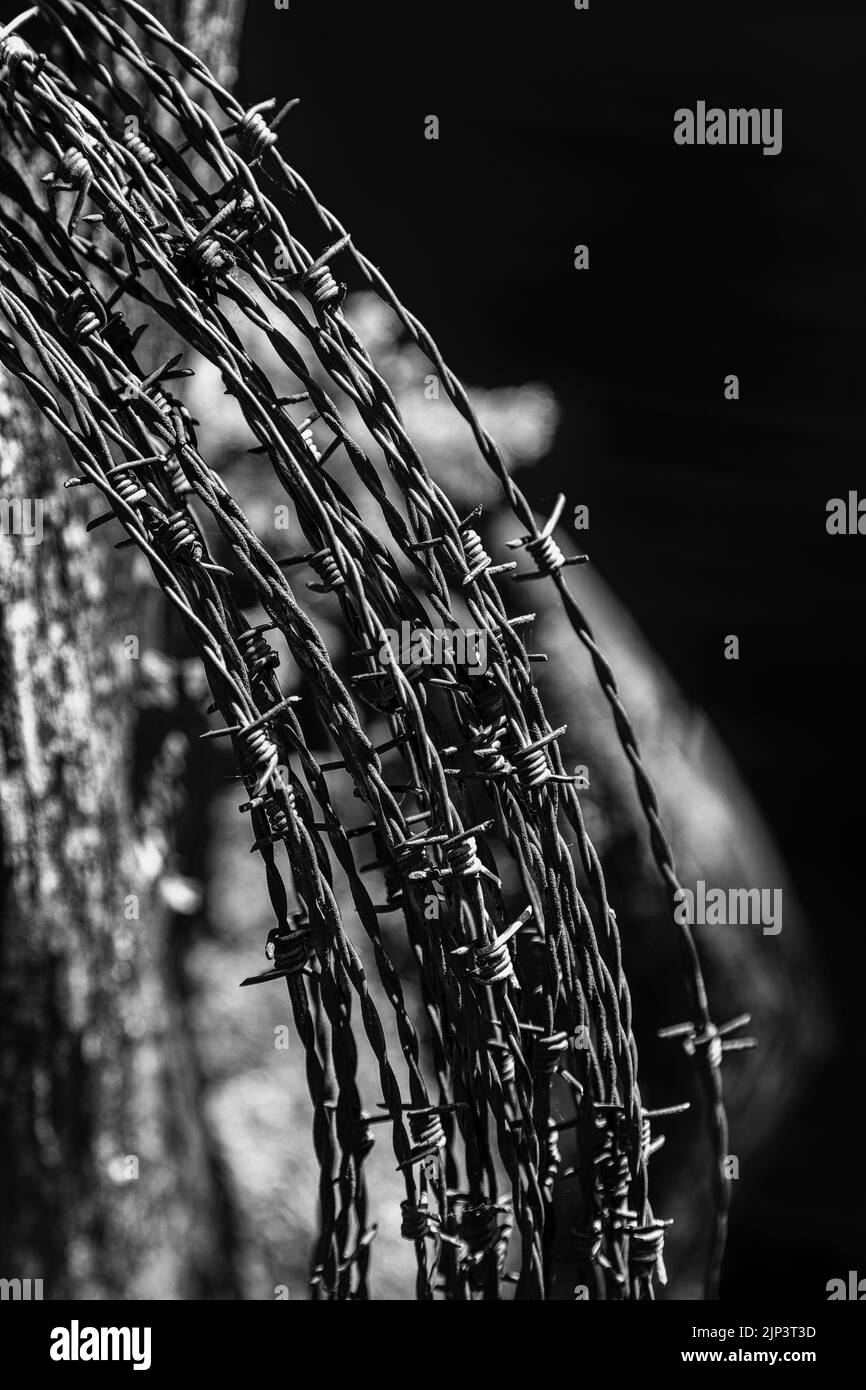 Barbed wire background Black and White Stock Photos & Images - Alamy