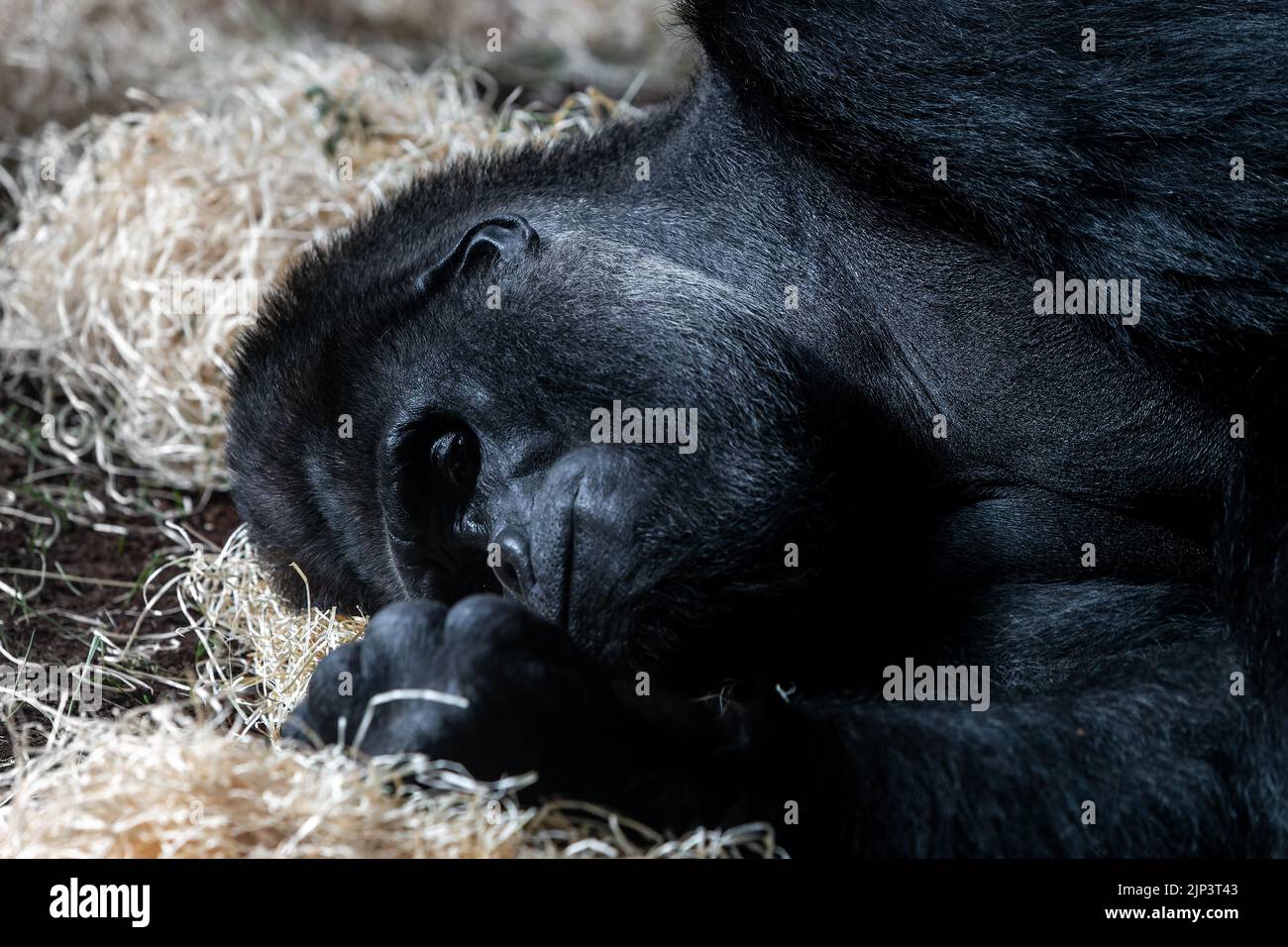 Closeup shot black gorilla hi-res stock photography and images - Alamy