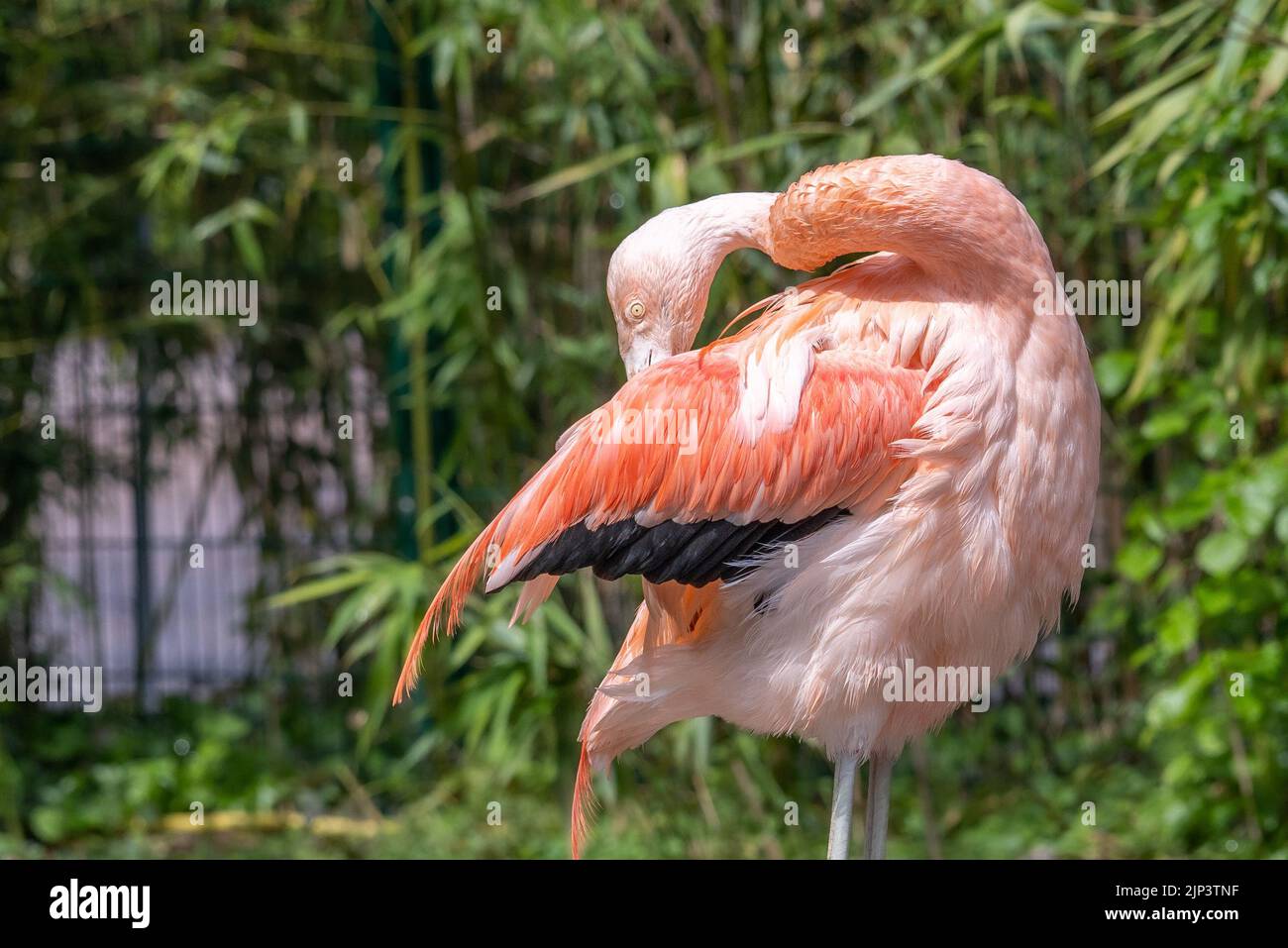 A beautiful pink flamingo picking at its plumage Stock Photo - Alamy