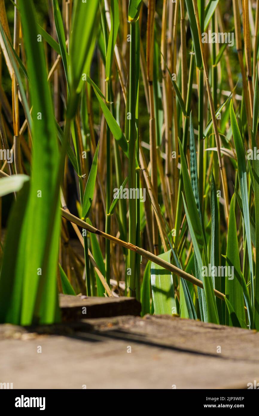 A vertical closeup shot of green grass stem and yellow straws Stock ...