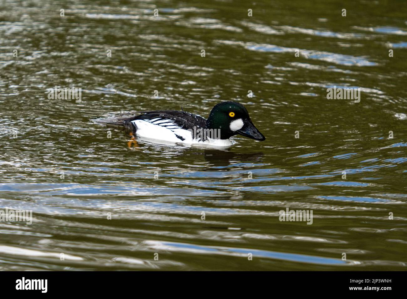 A closeup of a common goldeneye with black and white feathers swimming ...