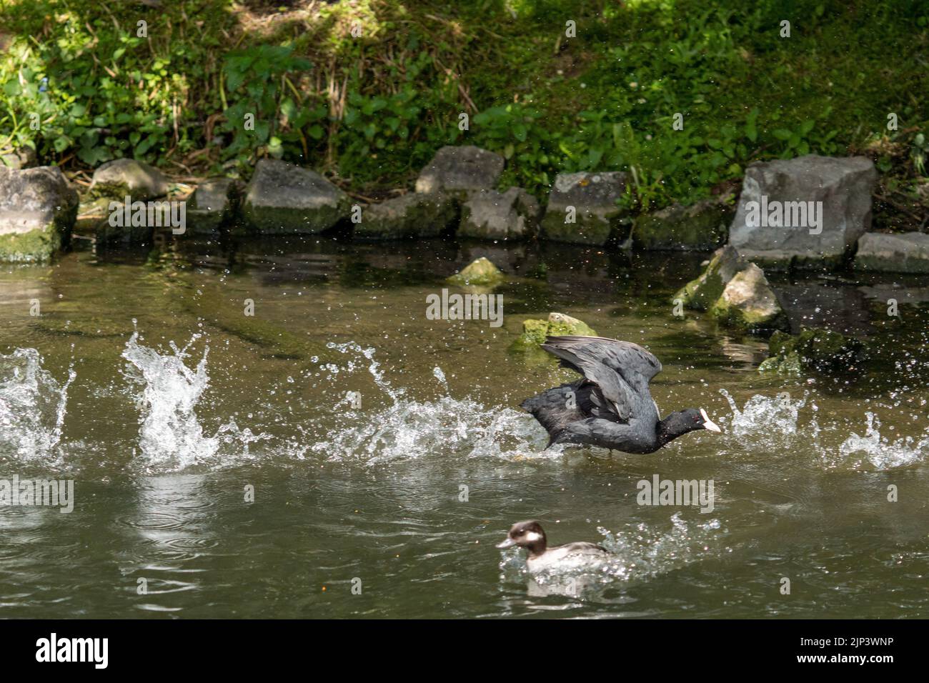 A black Eurasian coot and a little bufflehead swimming in the lake ...