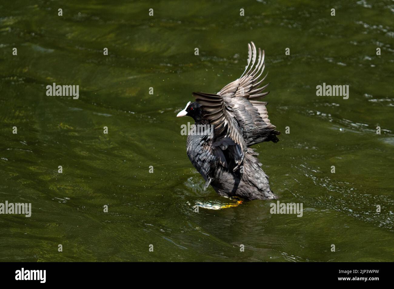 A Eurasian coot flying over the lake with paws in the water Stock Photo ...