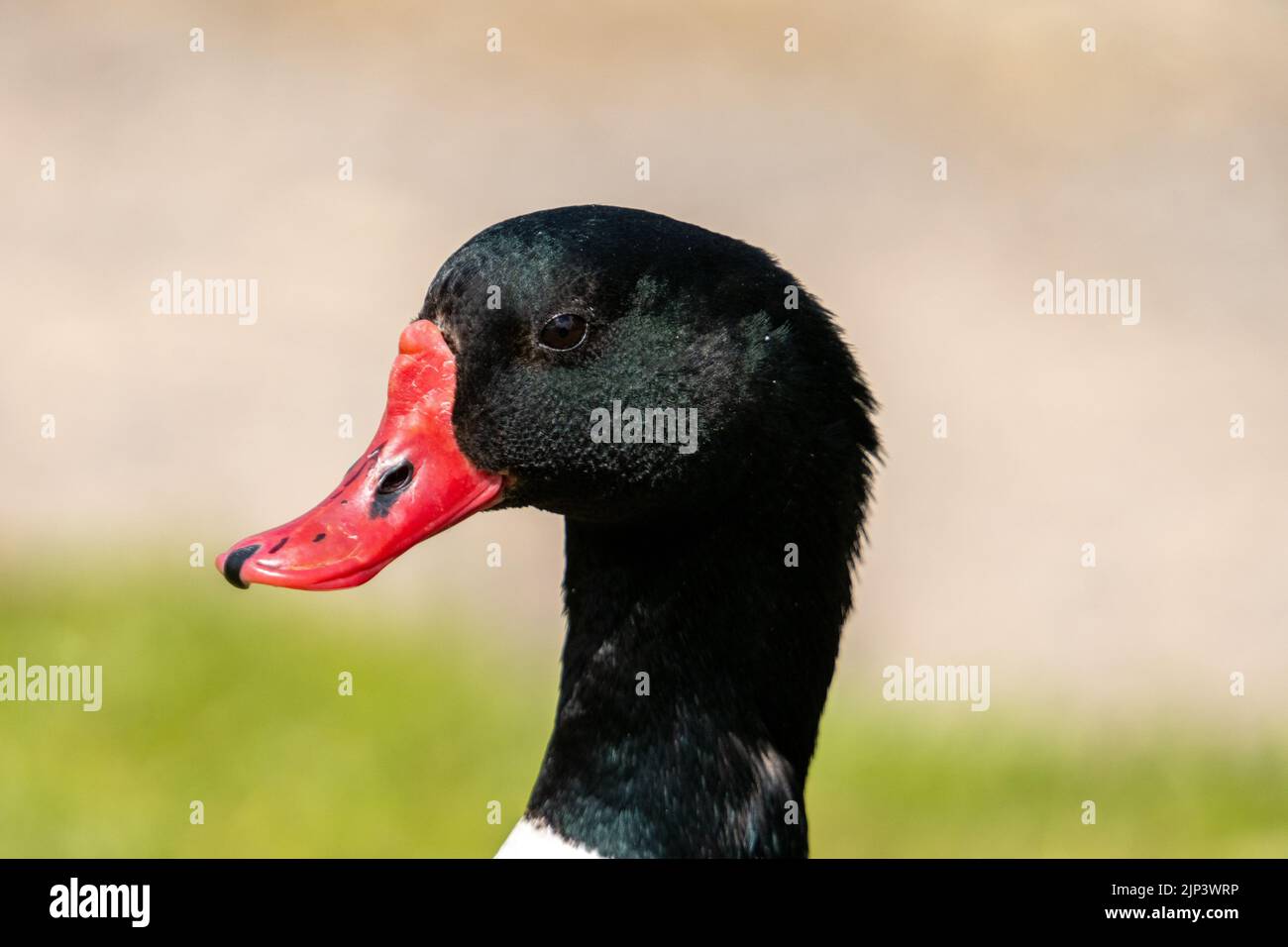 A closeup of a black duck head with a red beak against a blurred ...