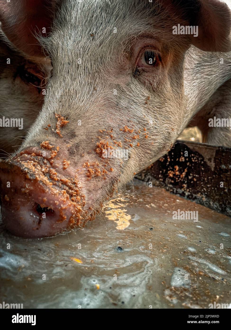 Piglet drinking water hi-res stock photography and images - Alamy