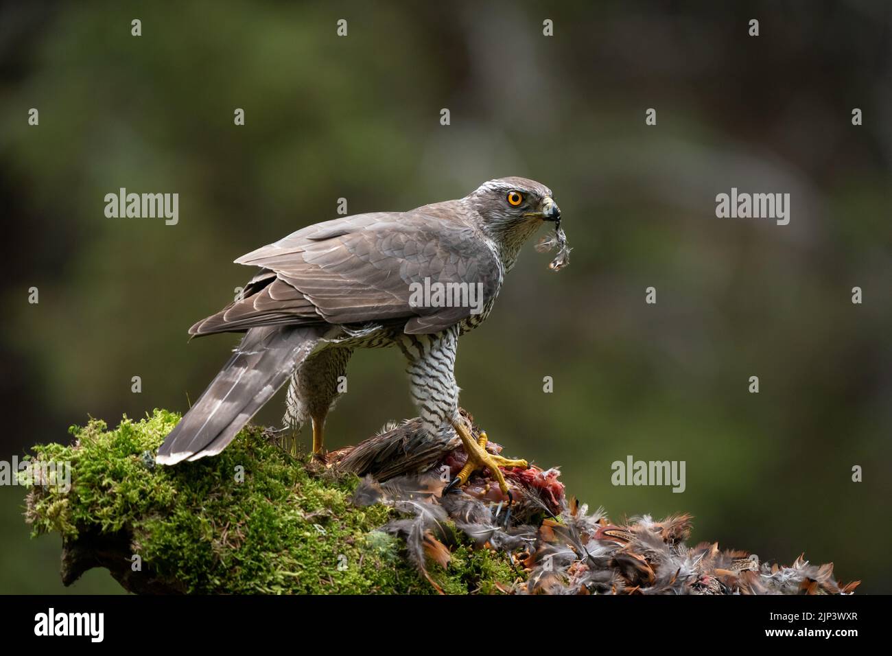 A closeup shot of a beautiful Sparrowhawk with its prey Stock Photo - Alamy