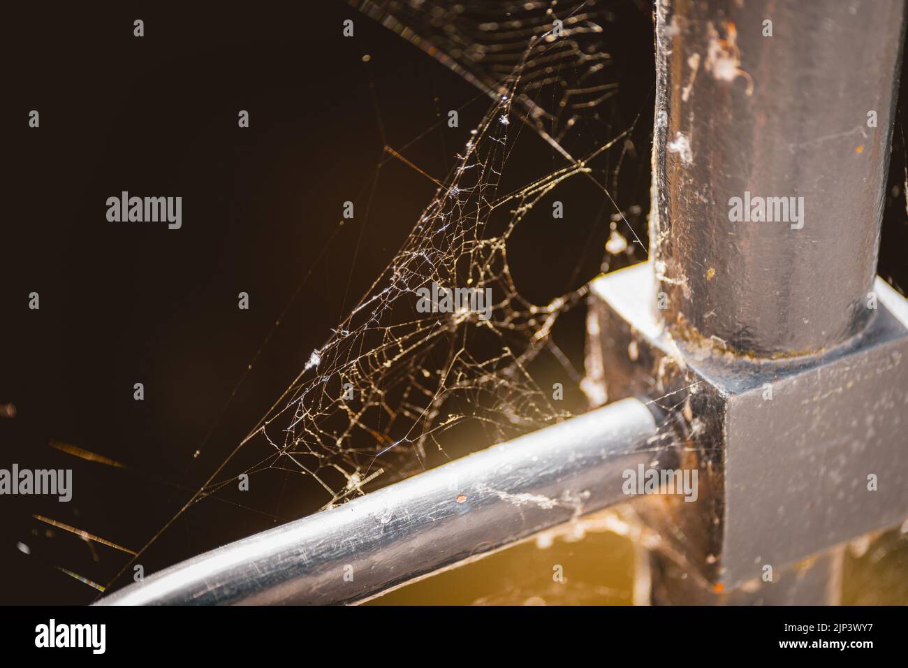 Tube web spider hi-res stock photography and images - Alamy