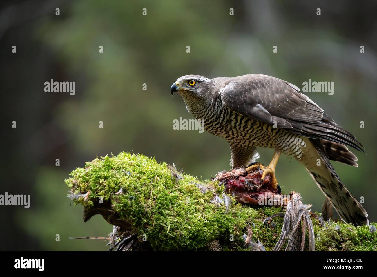 A closeup shot of a beautiful Sparrowhawk with its prey Stock Photo - Alamy