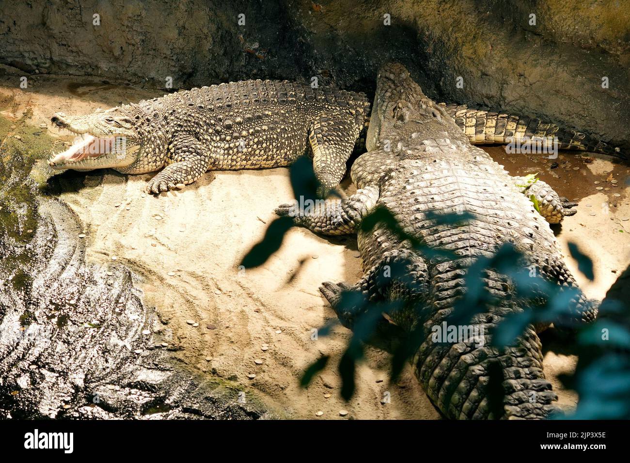 A view of beautiful alligators in their habitat Stock Photo - Alamy
