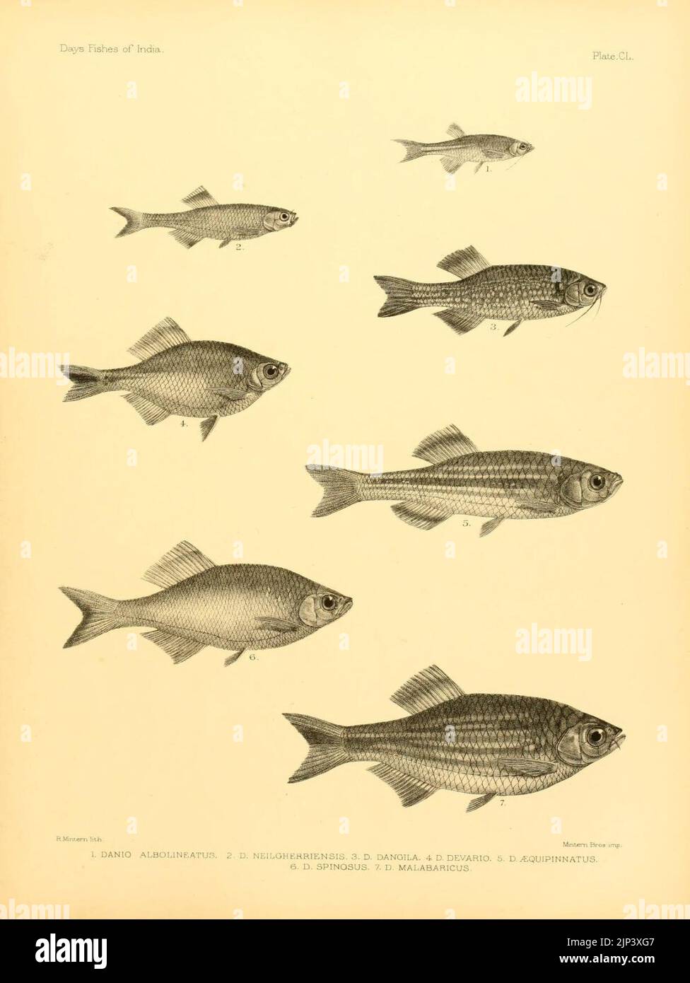 The fishes of India (Plate CL) (6924463576 Stock Photo - Alamy