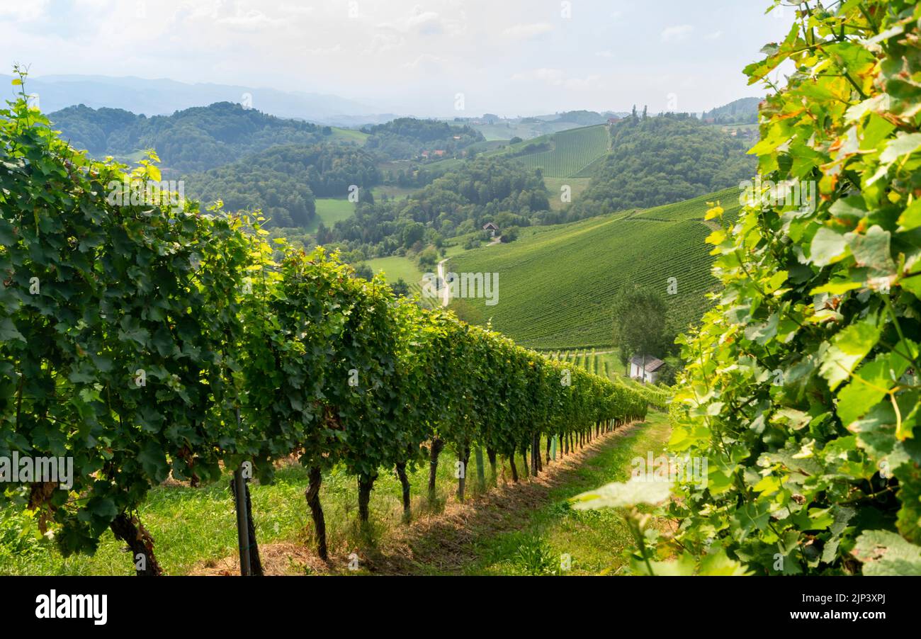 An aerial view of green vineyard trees in Austria Stock Photo - Alamy