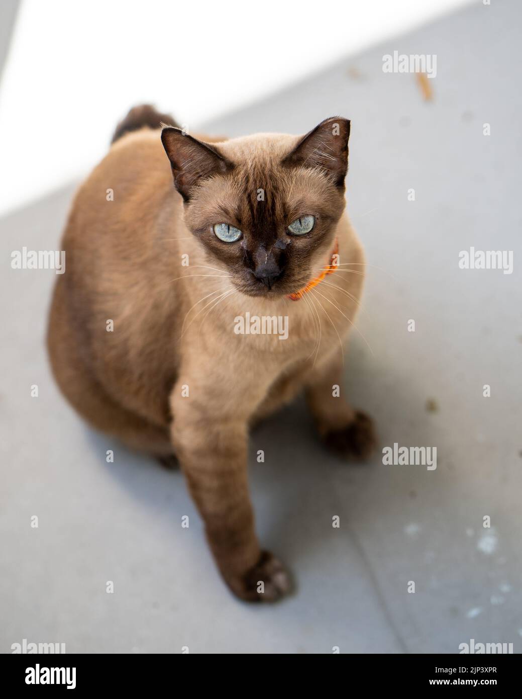 Maeo seeaam hi-res stock photography and images - Alamy