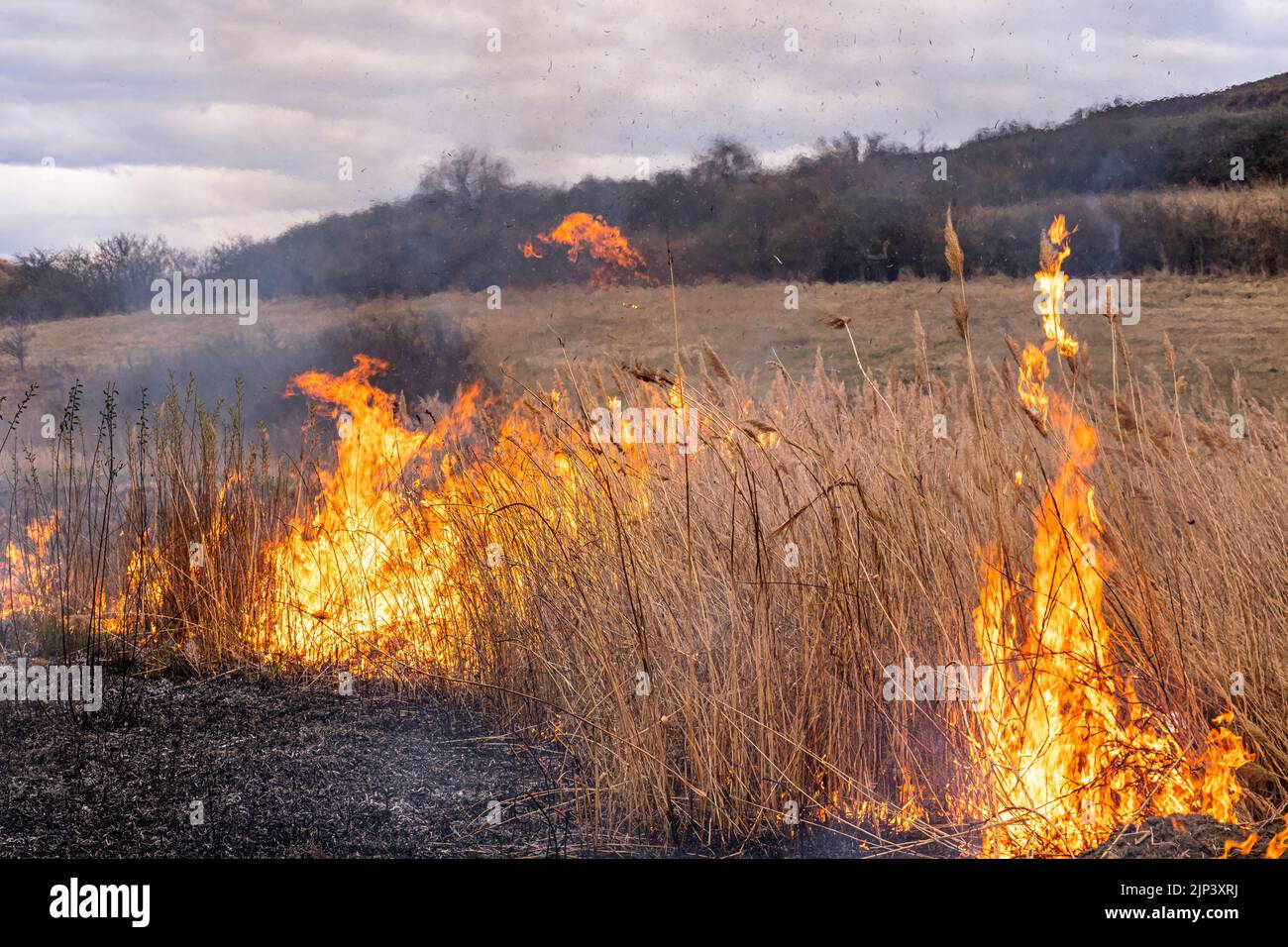 A huge flame of fire burns the nature around. Dry steppe grass burns ...