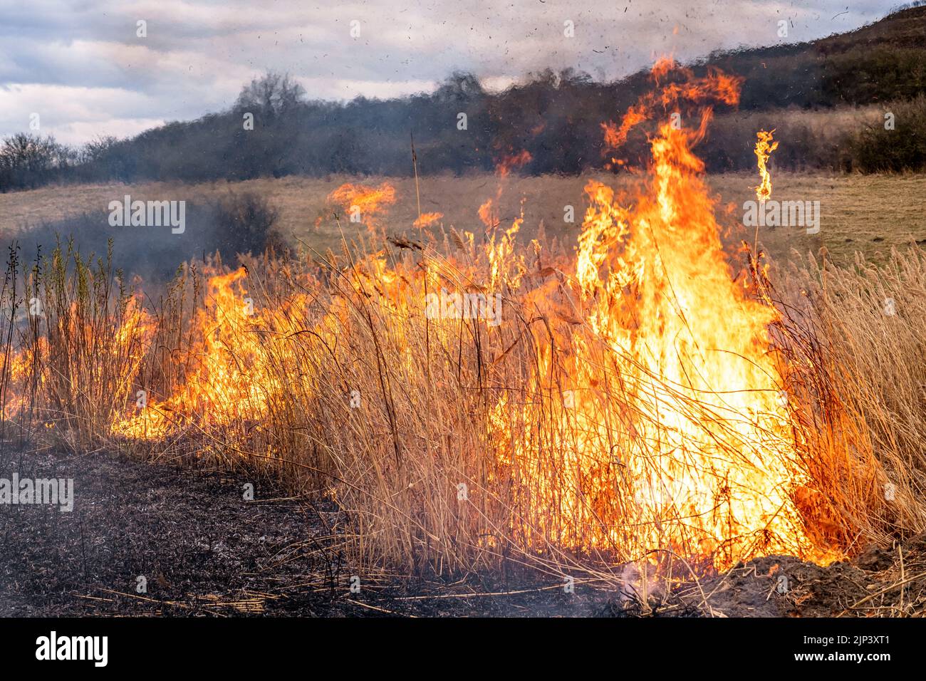 A huge flame of fire burns the nature around. Dry steppe grass burns ...
