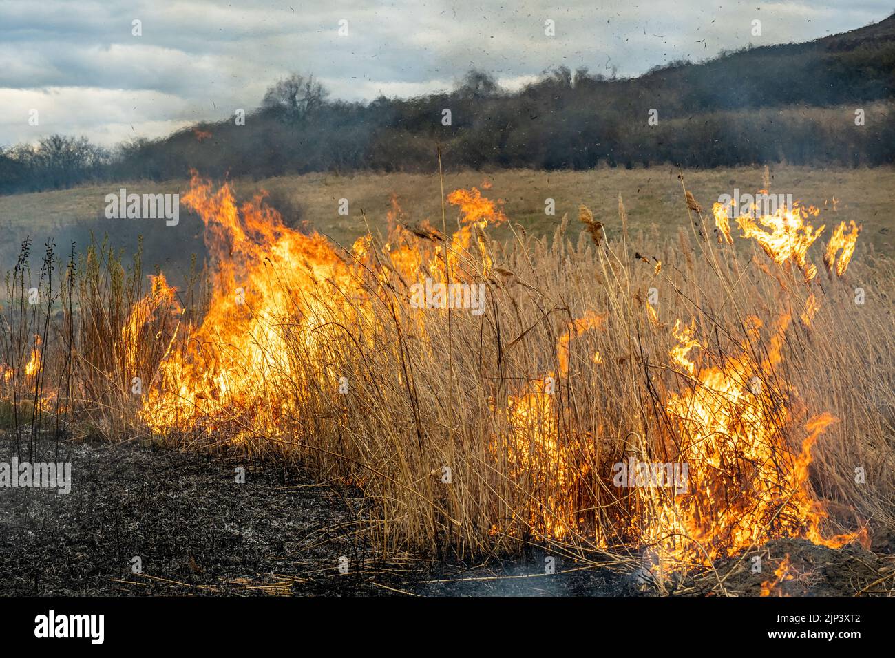 A huge flame of fire burns the nature around. Dry steppe grass burns ...
