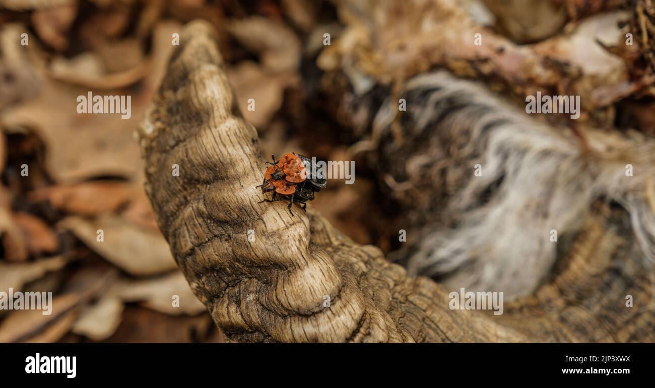 a carrion beetle feed on the bodies of dead and decaying animal Stock ...