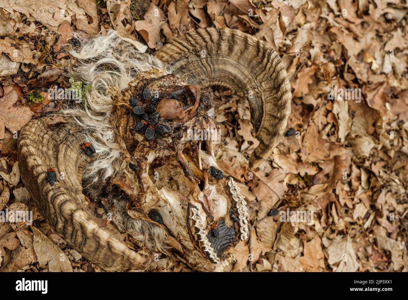 a carrion beetle feed on the bodies of dead and decaying animal Stock ...