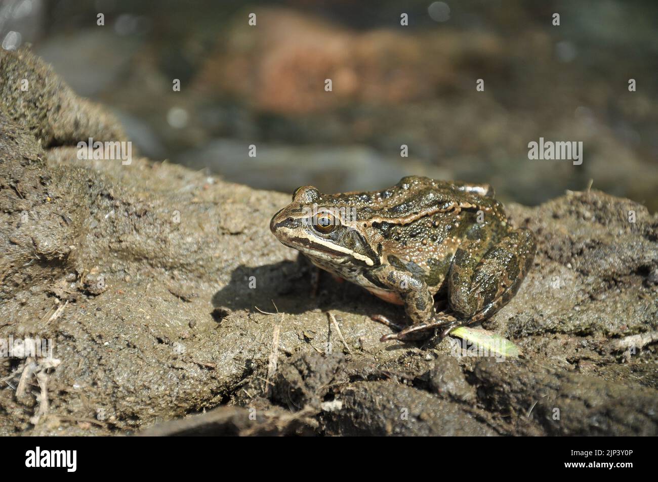 Surface frog hi-res stock photography and images - Alamy