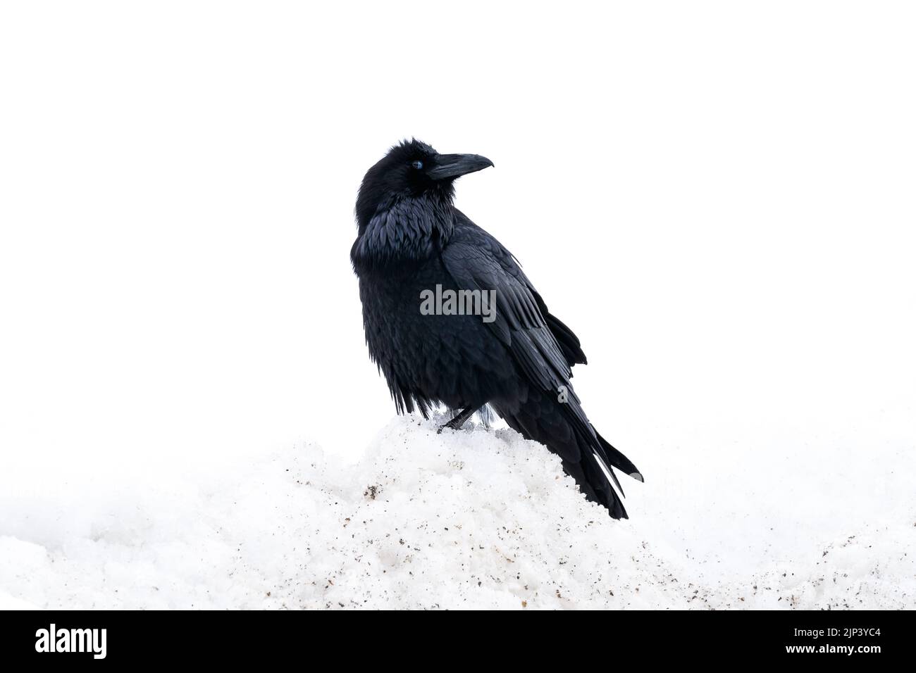 Crow and snow hi-res stock photography and images - Alamy