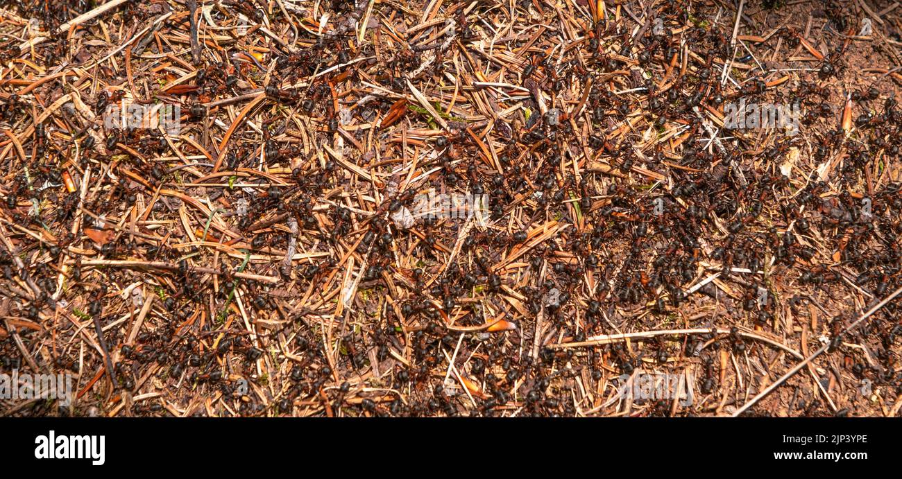 Closeup view on top of anthill from pine needles and branches with ...