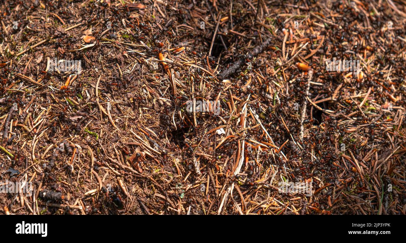 Closeup view on top of anthill from pine needles and branches with ...