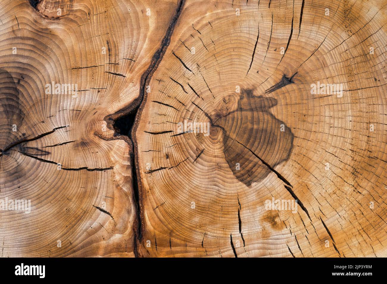 Cross-section of a tree trunk showing annual age rings Stock Photo - Alamy