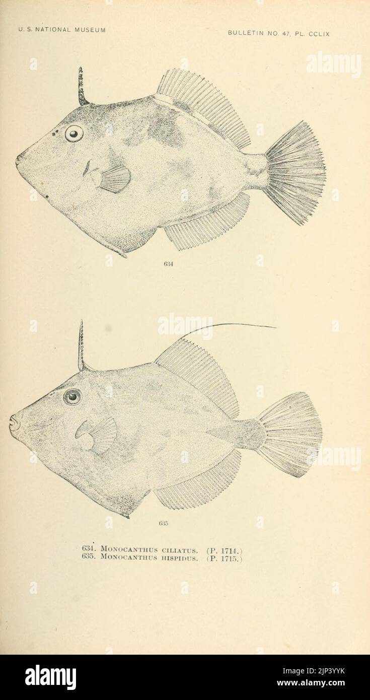The fishes of North and Middle America (Pl. CCLIX) (7983514142 Stock ...