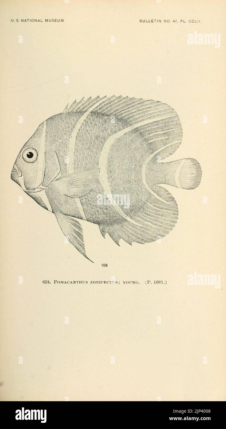 The fishes of North and Middle America (Pl. CCLII) (7983505487 Stock ...