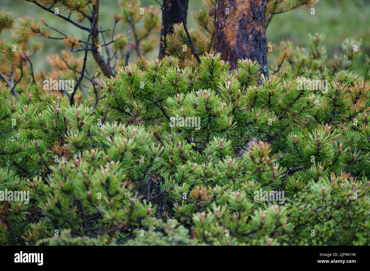 A closeup shot of the branches of a pine tree in Oslo, Norway Stock ...