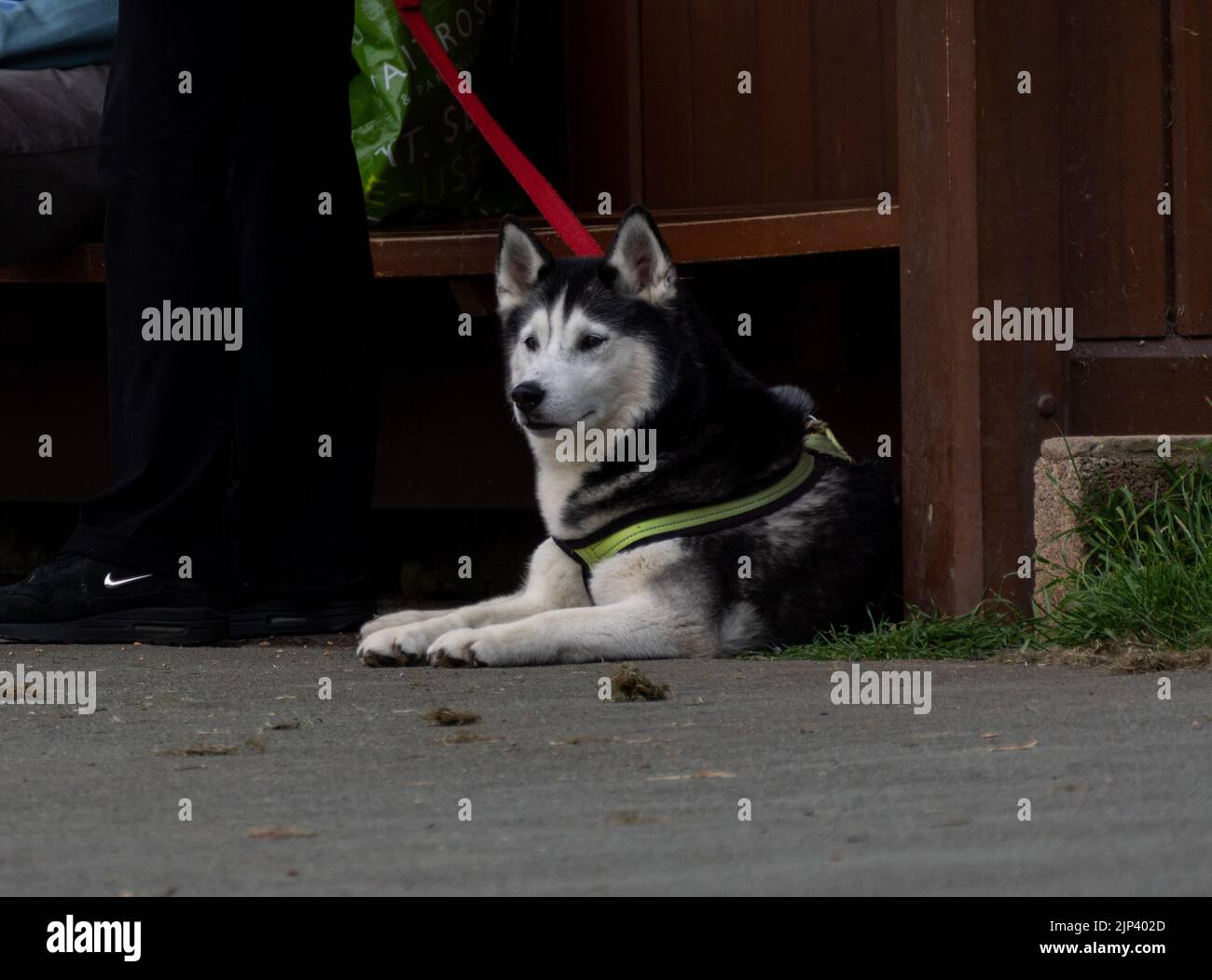 A calm Husky sat underneath a park bench near Portishead beach Stock ...