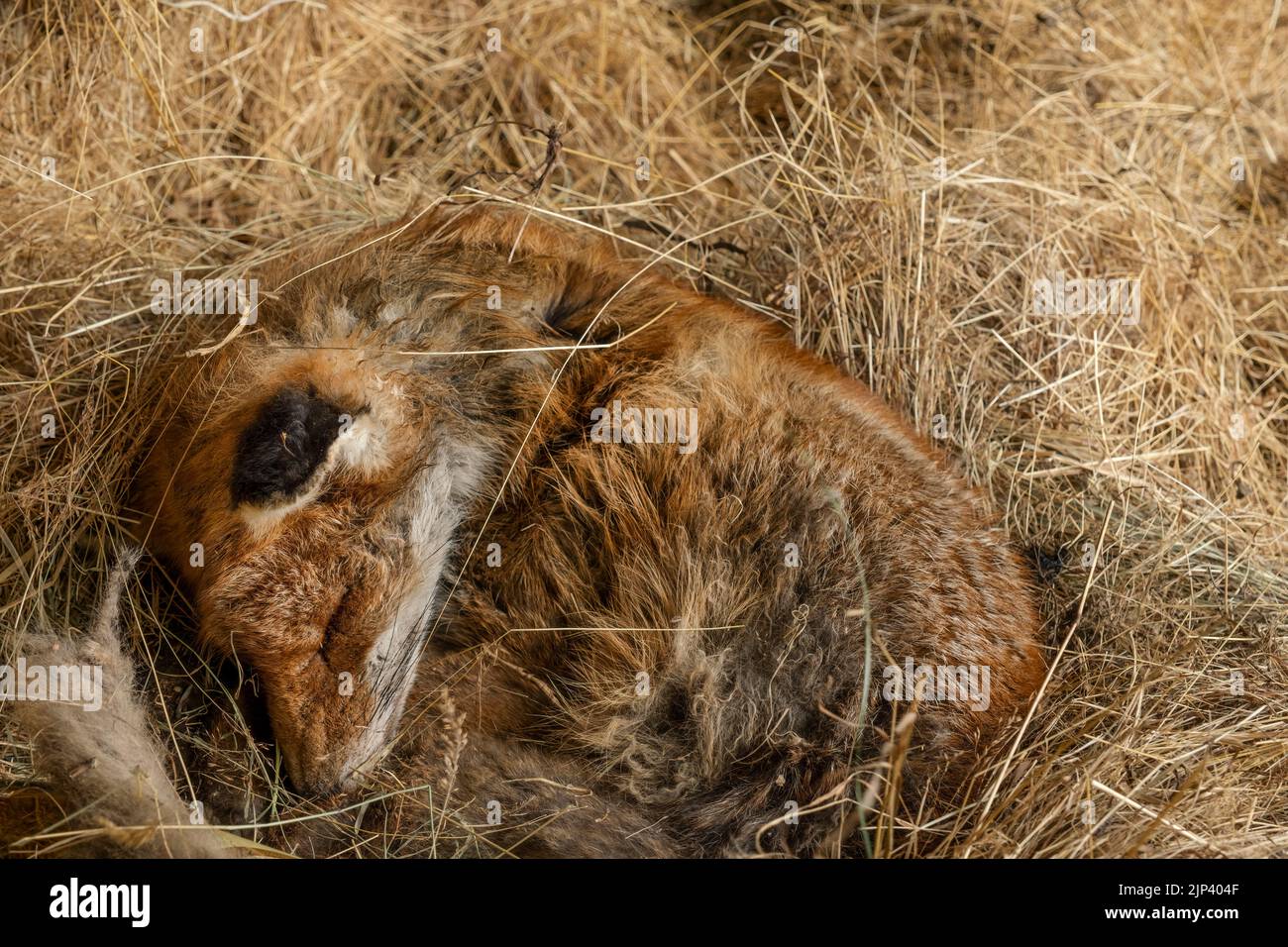 dead fox in the hay Stock Photo - Alamy