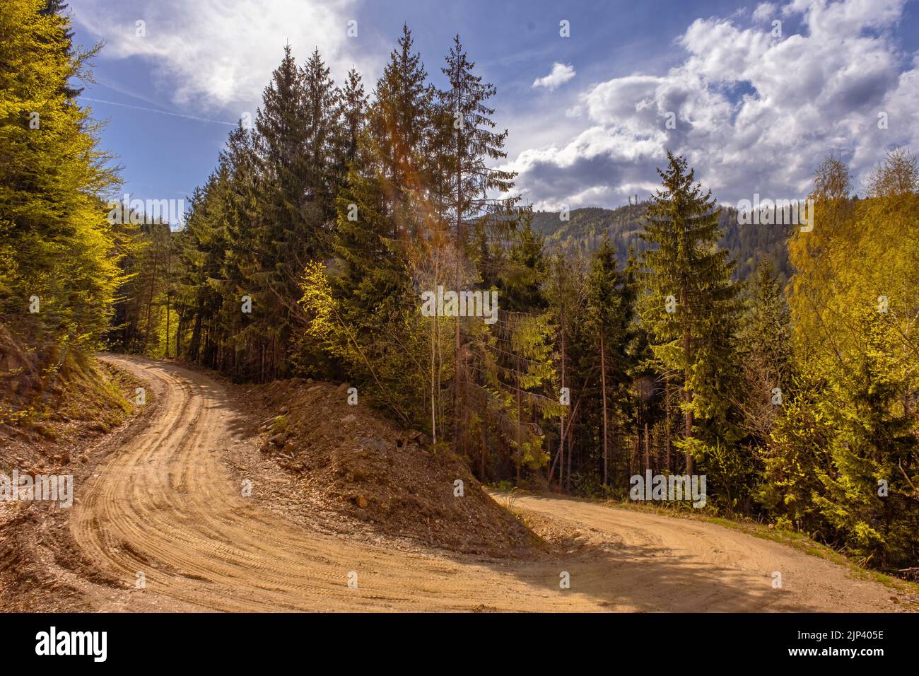 dirt forest road through the forest, Cindrel mountains, Romania Stock ...