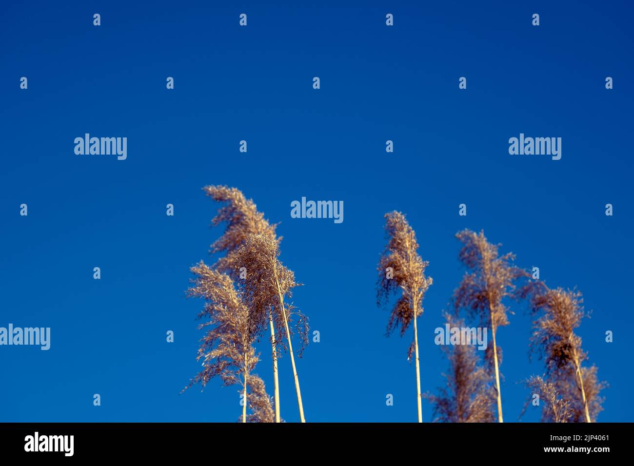 dried rush in the wind with blue sky Stock Photo - Alamy