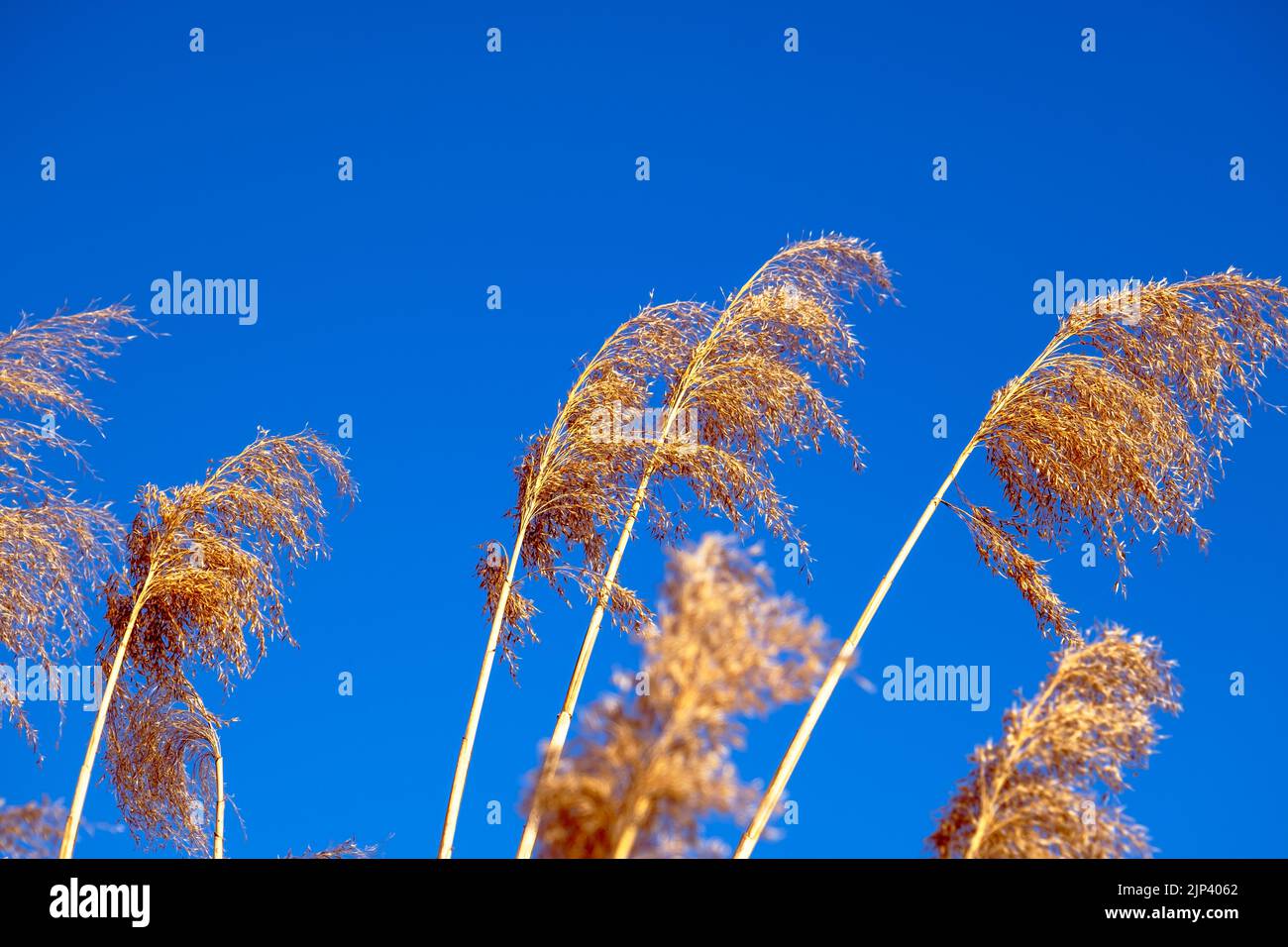Tall brown grass blowing in hi-res stock photography and images - Alamy