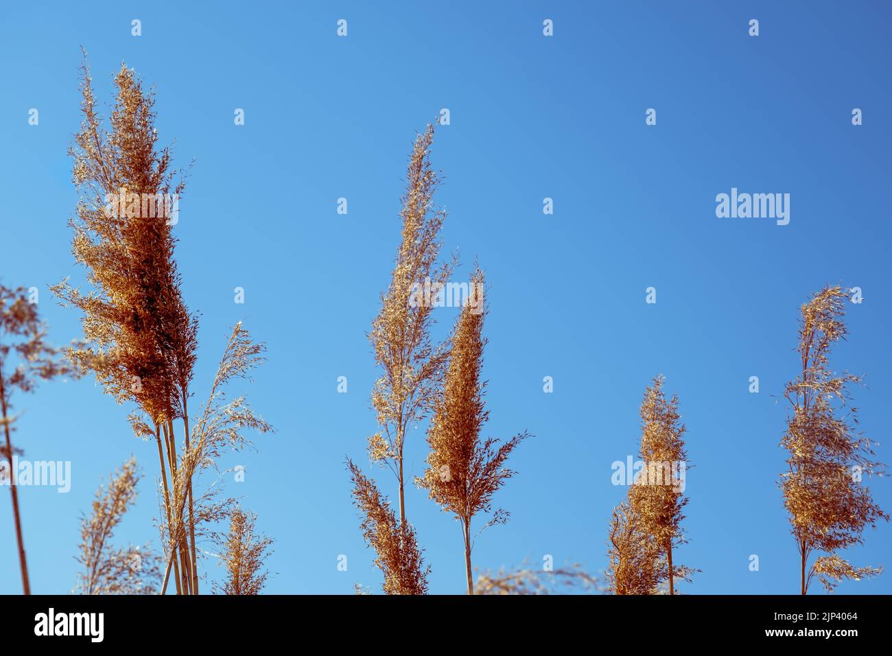dried rush in the wind with blue sky Stock Photo - Alamy