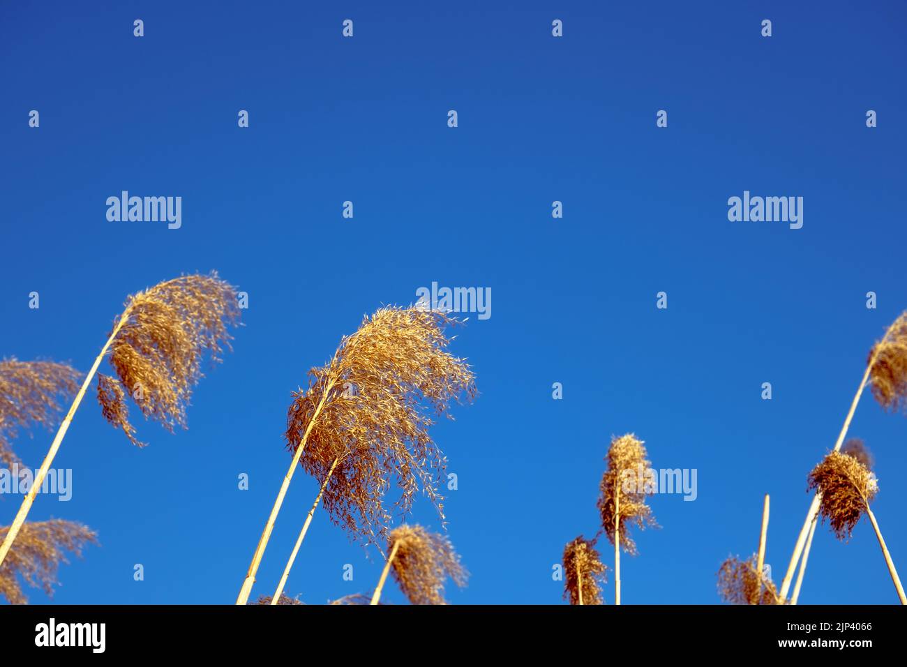 dried rush in the wind with blue sky Stock Photo - Alamy