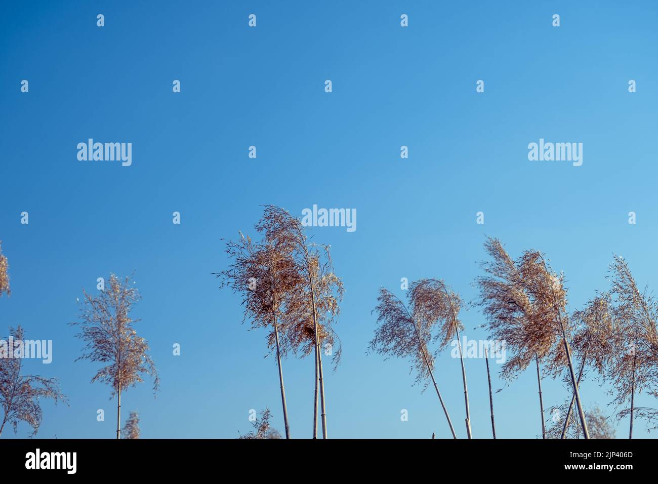 dried rush in the wind with blue sky Stock Photo - Alamy