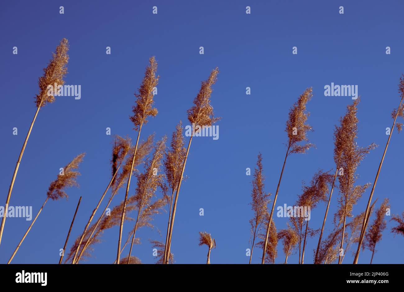 dried rush in the wind with blue sky Stock Photo - Alamy