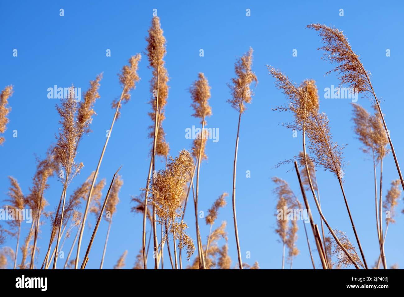 Tall brown grass blowing in hi-res stock photography and images - Alamy