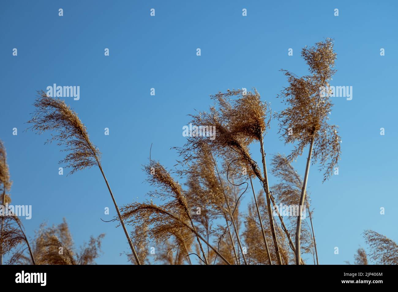 Tall brown grass blowing in hi-res stock photography and images - Alamy