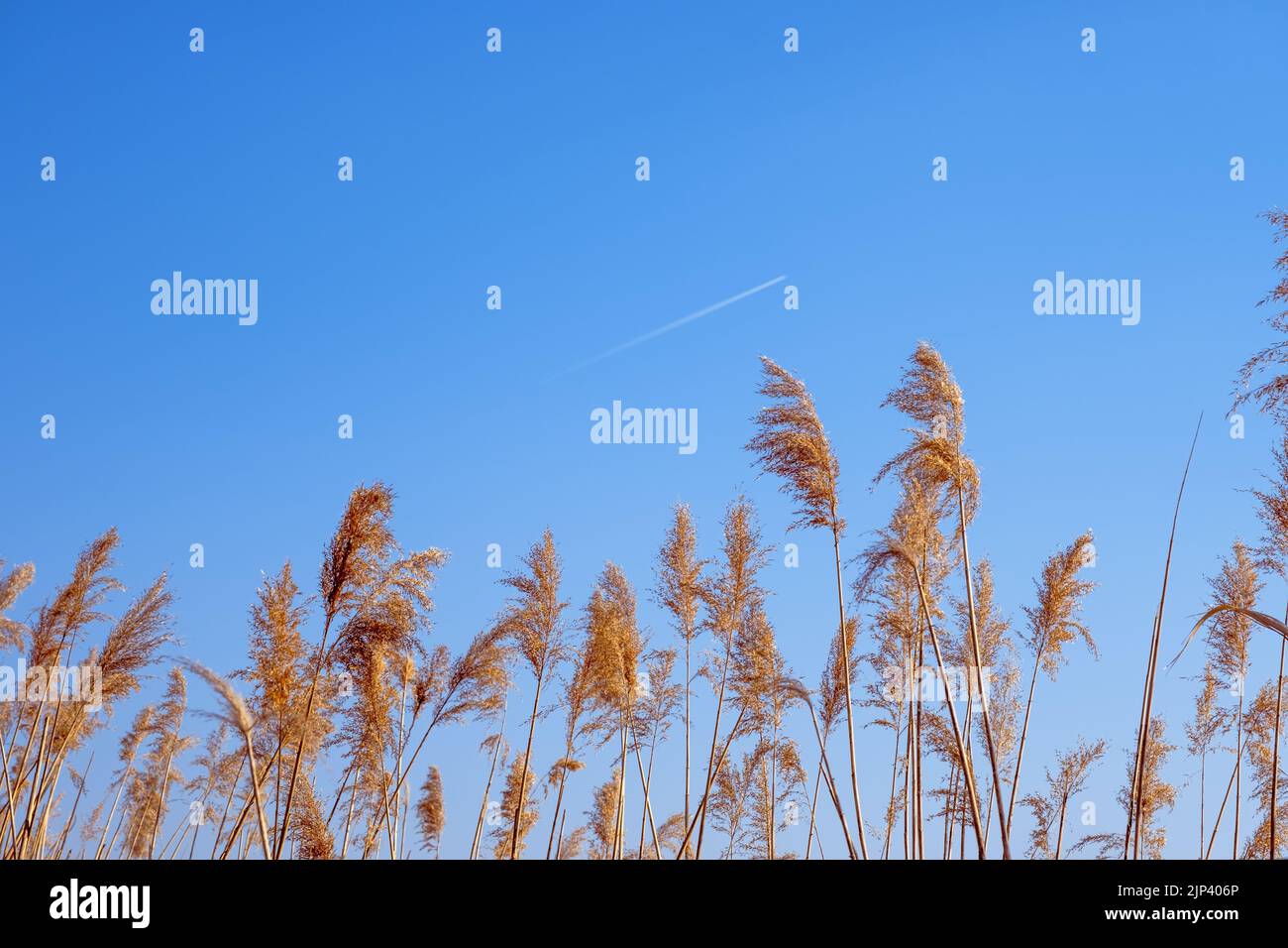 Tall brown grass blowing in hi-res stock photography and images - Alamy