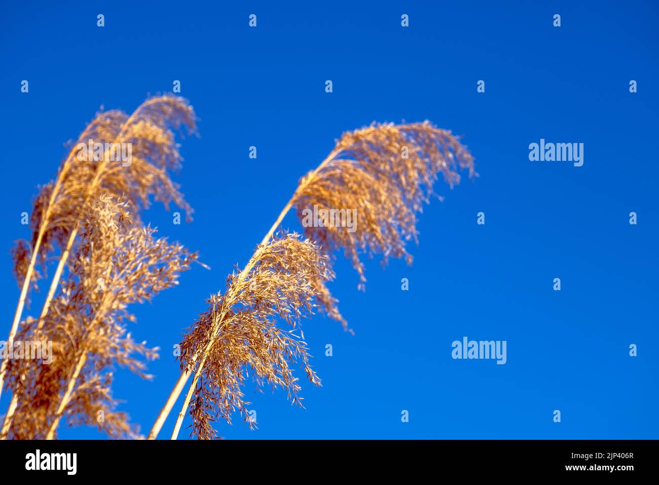dried rush in the wind with blue sky Stock Photo - Alamy
