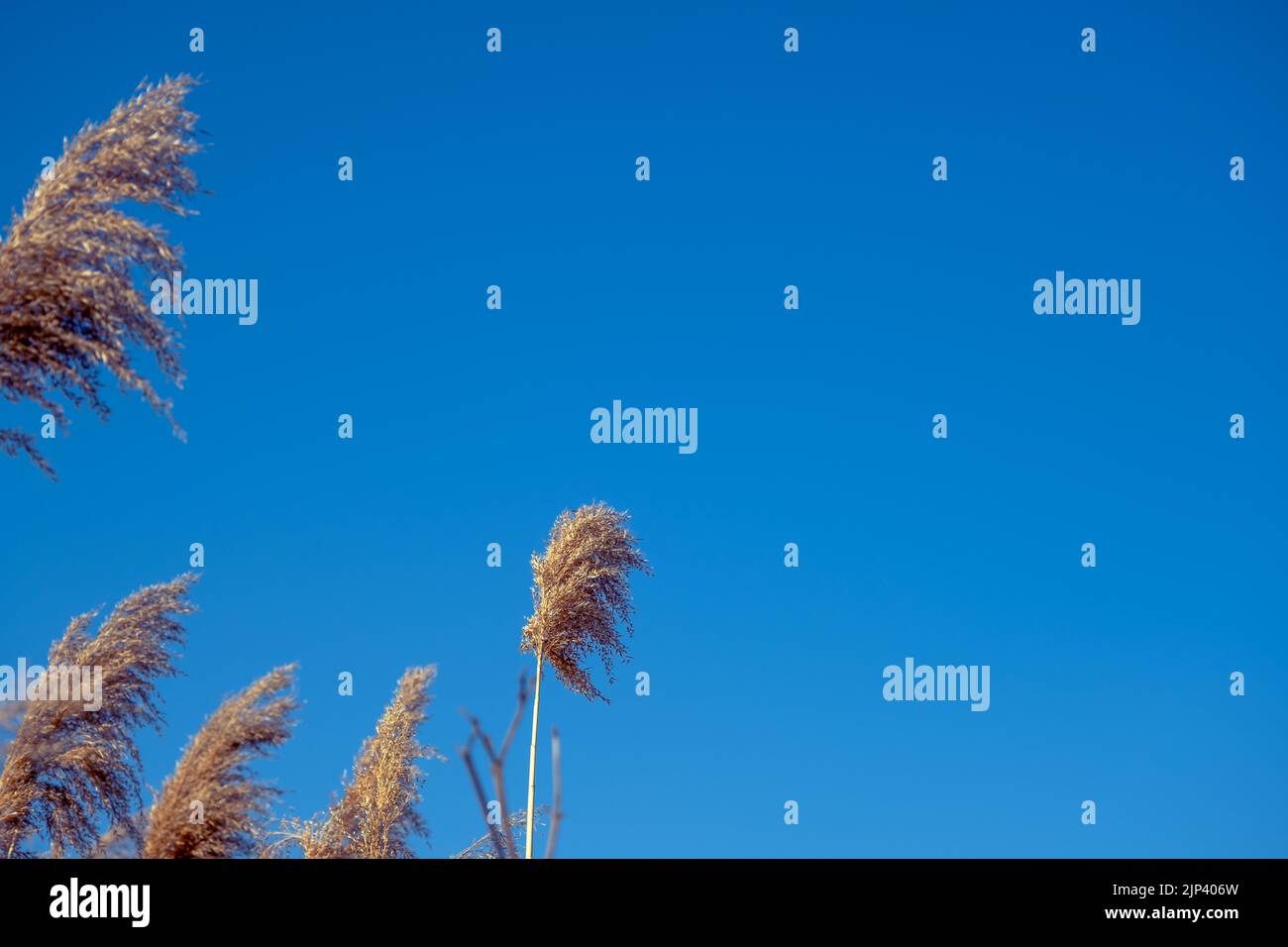 dried rush in the wind with blue sky Stock Photo - Alamy