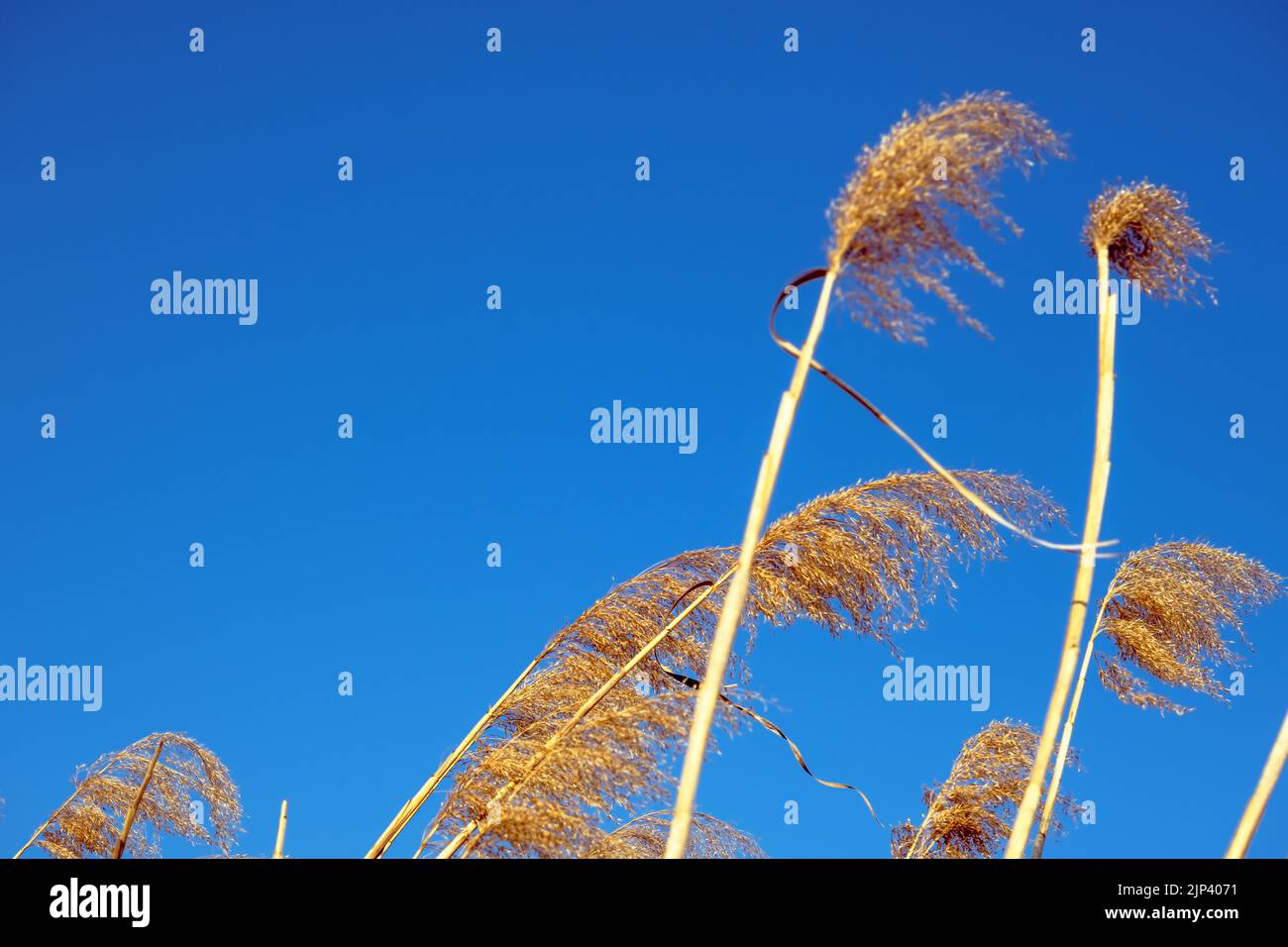 dried rush in the wind with blue sky Stock Photo - Alamy