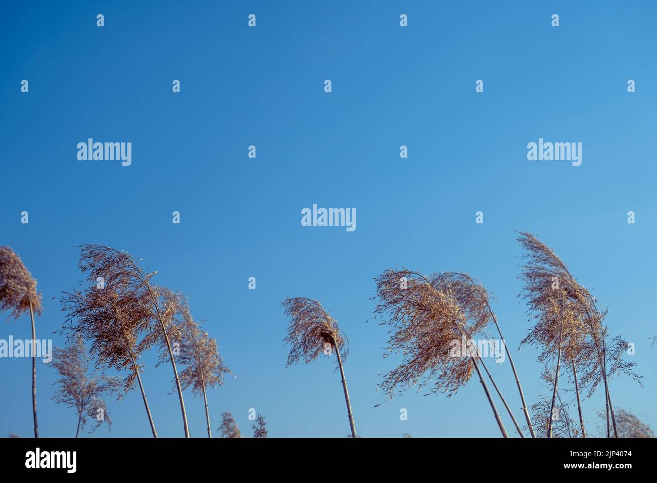 dried rush in the wind with blue sky Stock Photo - Alamy