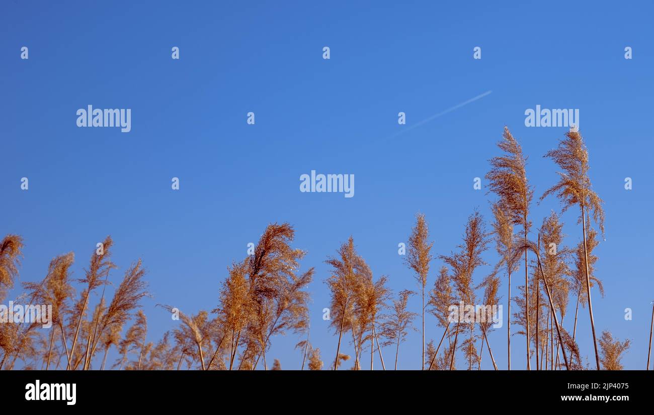 dried rush in the wind with blue sky Stock Photo - Alamy