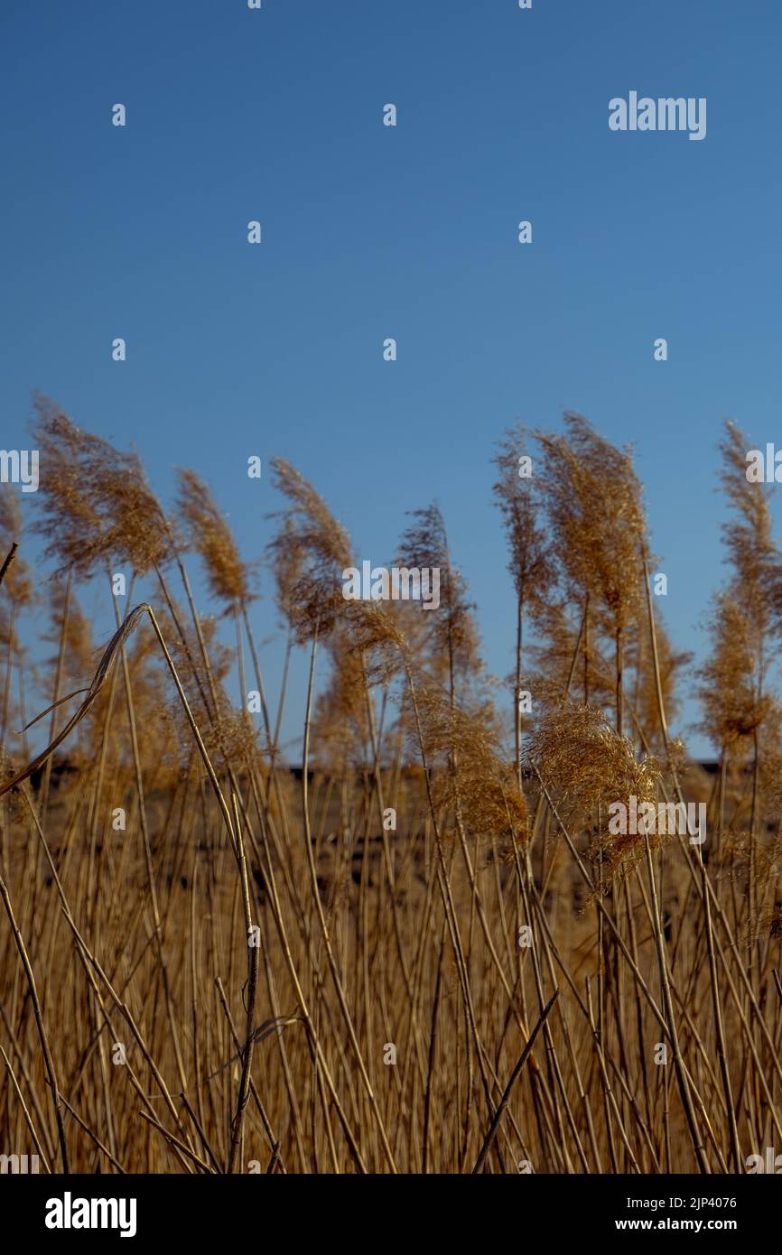 dried rush in the wind with blue sky Stock Photo - Alamy