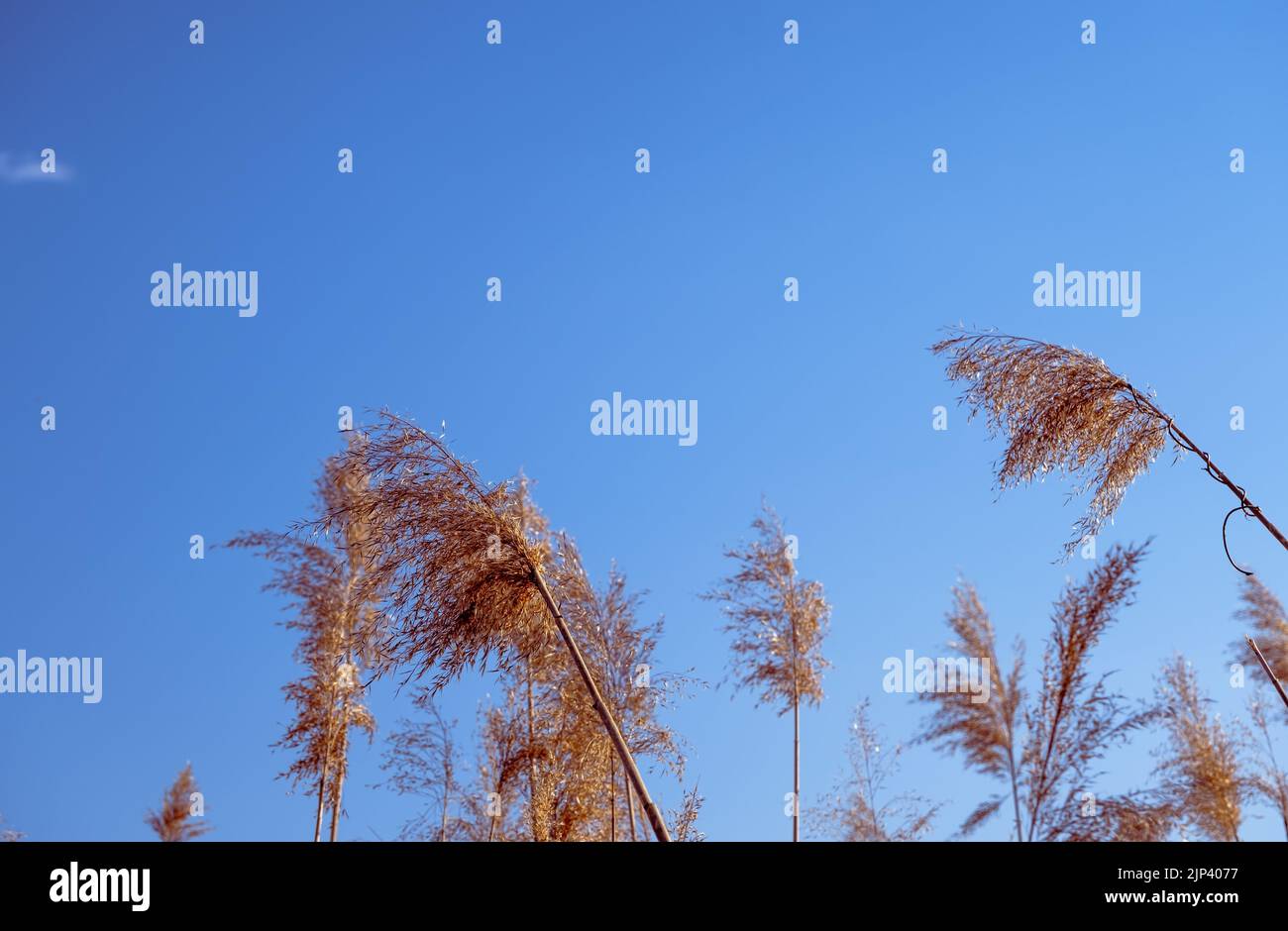 Tall brown grass blowing in hi-res stock photography and images - Alamy